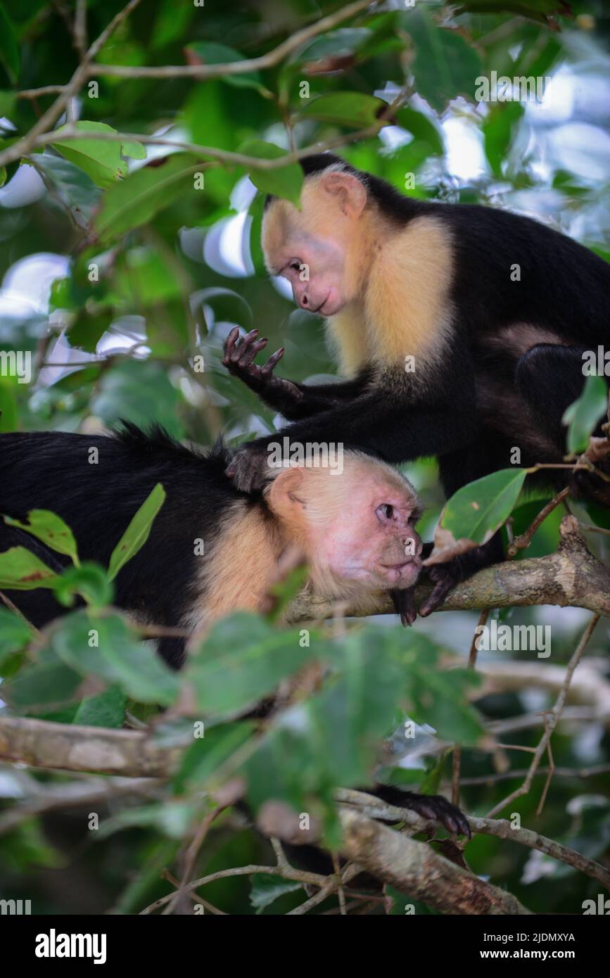 Couple of Panamanian White-faced Capuchin social grooming on tree in ...