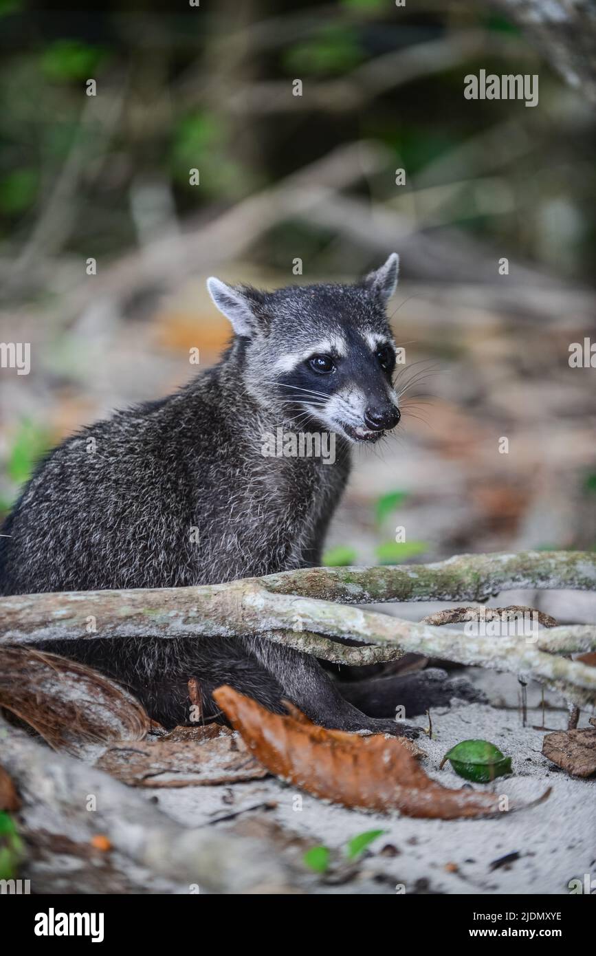Raccoon on the beach in Manuel Antonio National Park, Costa Rica Stock ...