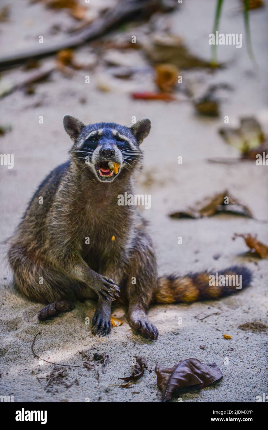 Raccoon on the beach in Manuel Antonio National Park, Costa Rica Stock ...