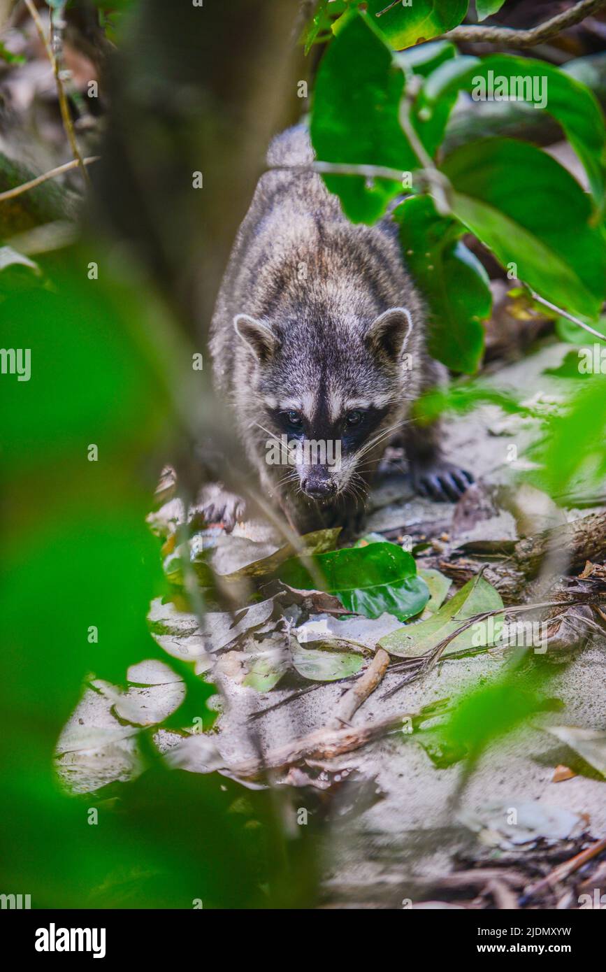 Raccoon on the beach in Manuel Antonio National Park, Costa Rica Stock ...