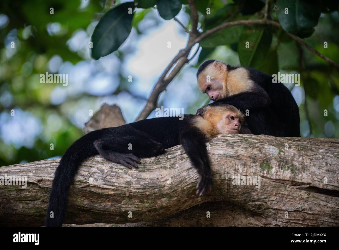 Couple of Panamanian White-faced Capuchins social grooming on tree in ...