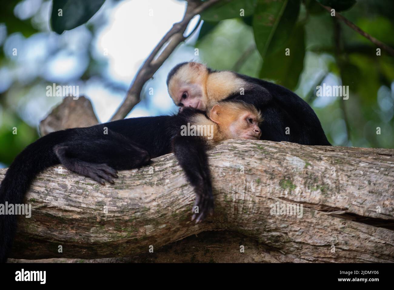Couple of Panamanian White-faced Capuchins social grooming on tree in ...