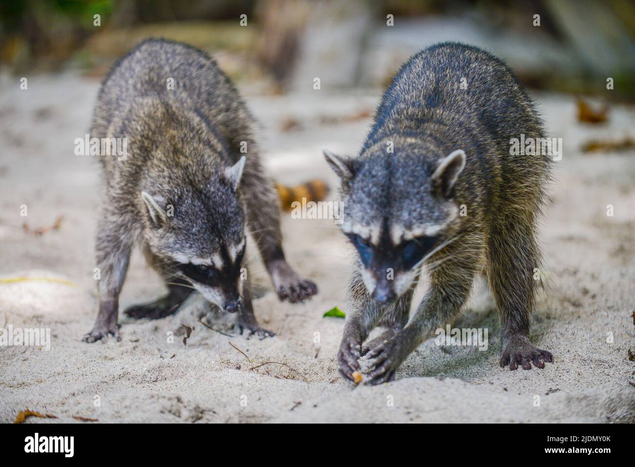 Raccoons on the beach in Manuel Antonio National Park, Costa Rica Stock ...