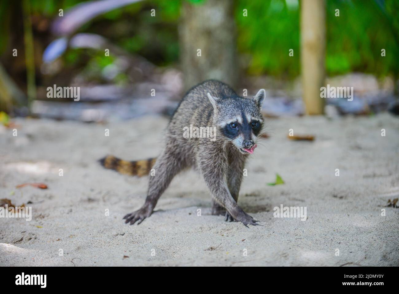 Raccoon on the beach in Manuel Antonio National Park, Costa Rica Stock ...