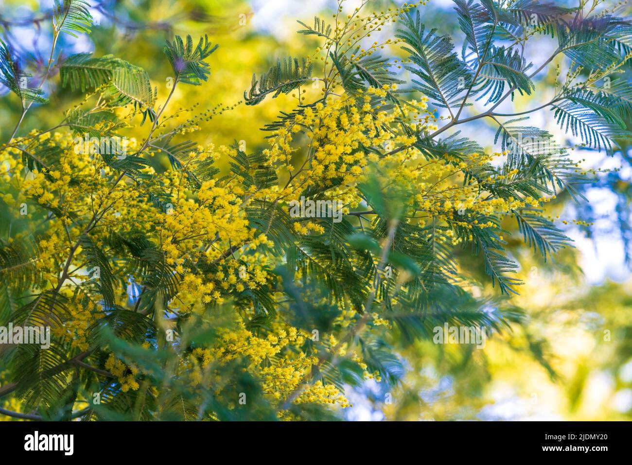 Mimosa trees hi-res stock photography and images - Alamy