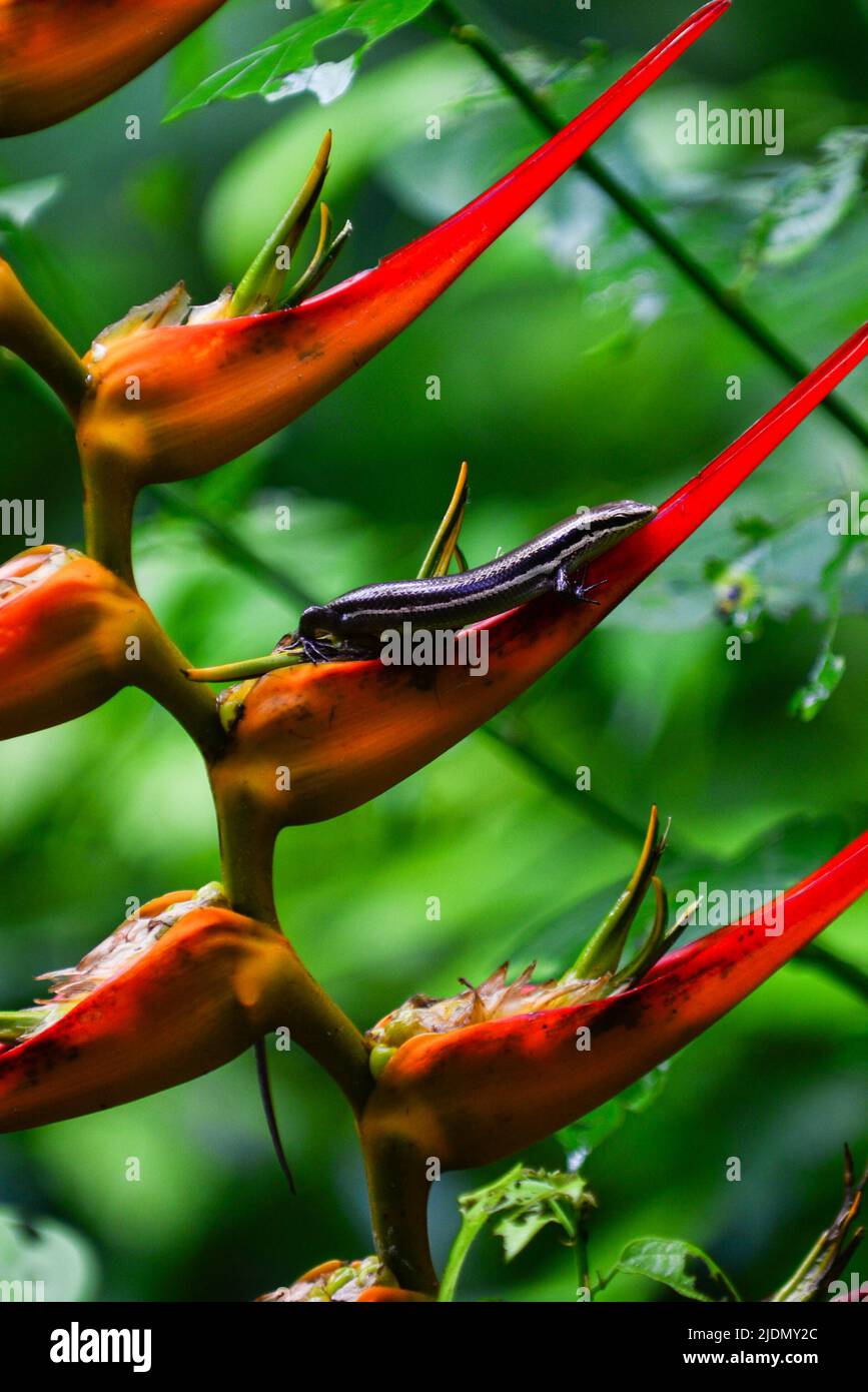 Small lizard on heliconia plant in Manuel Antonio National Park in ...