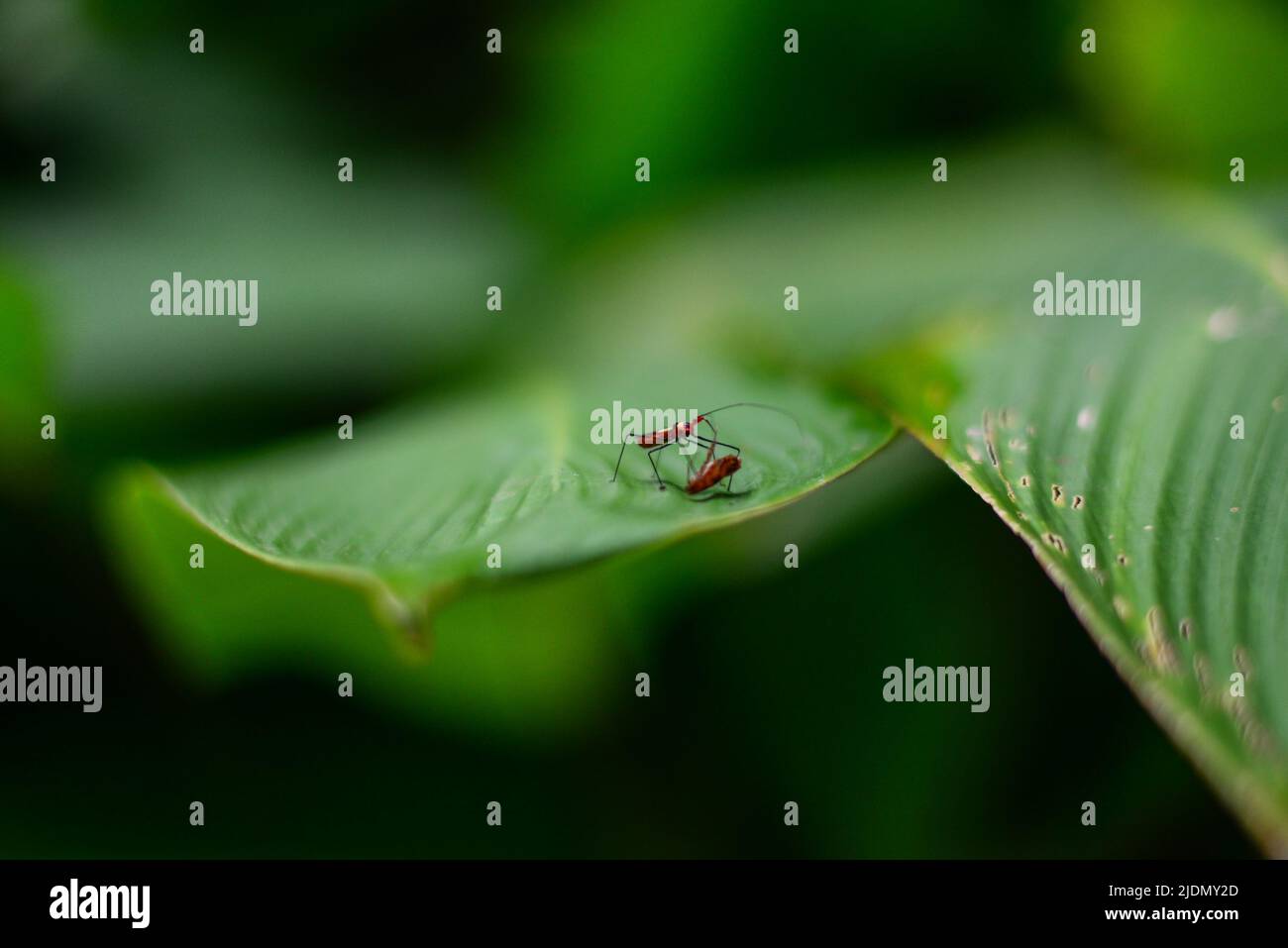 Insect holding prey on leaf, Manuel Antonio National Park in Costa Rica ...