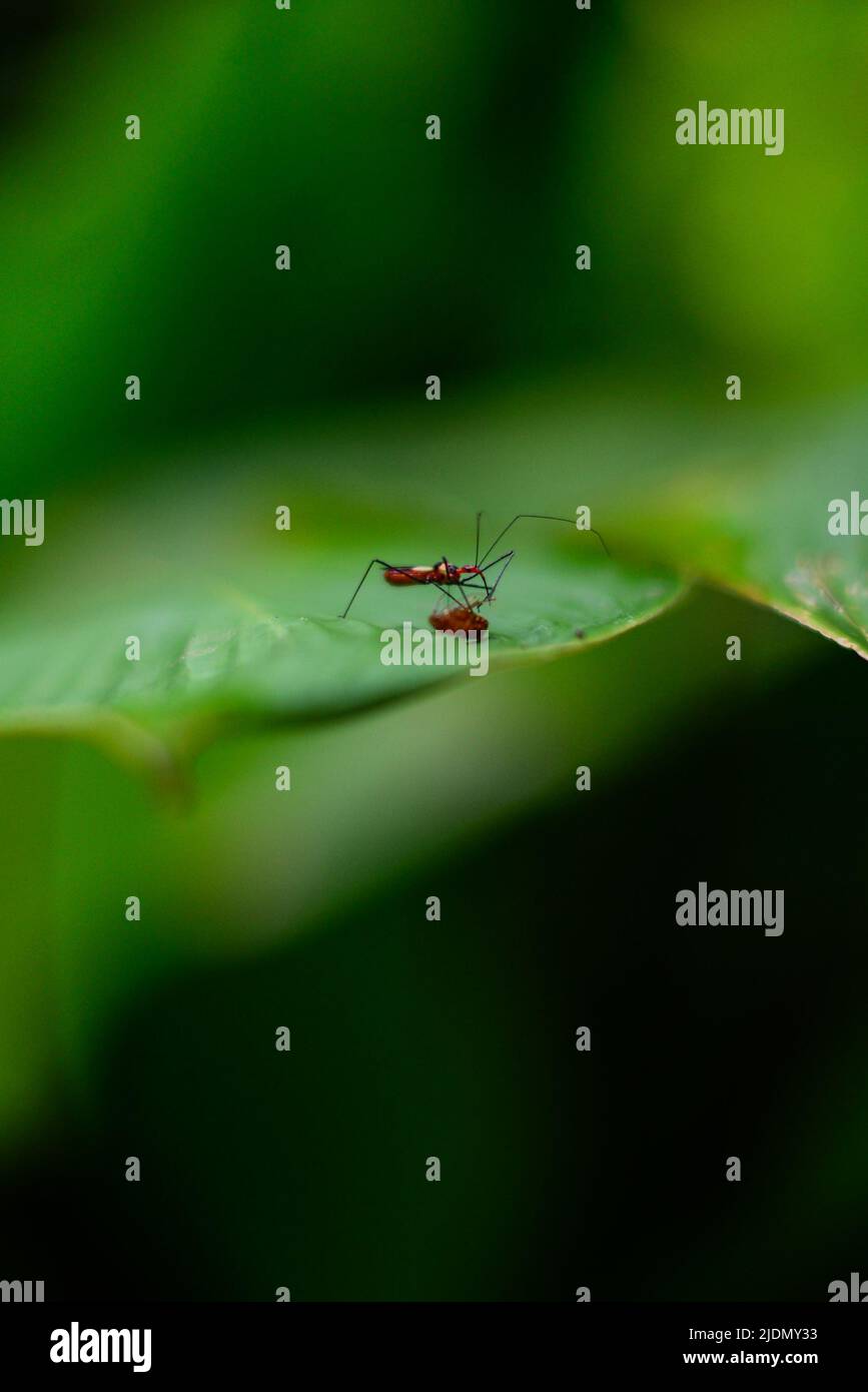 Insect holding prey on leaf, Manuel Antonio National Park in Costa Rica ...