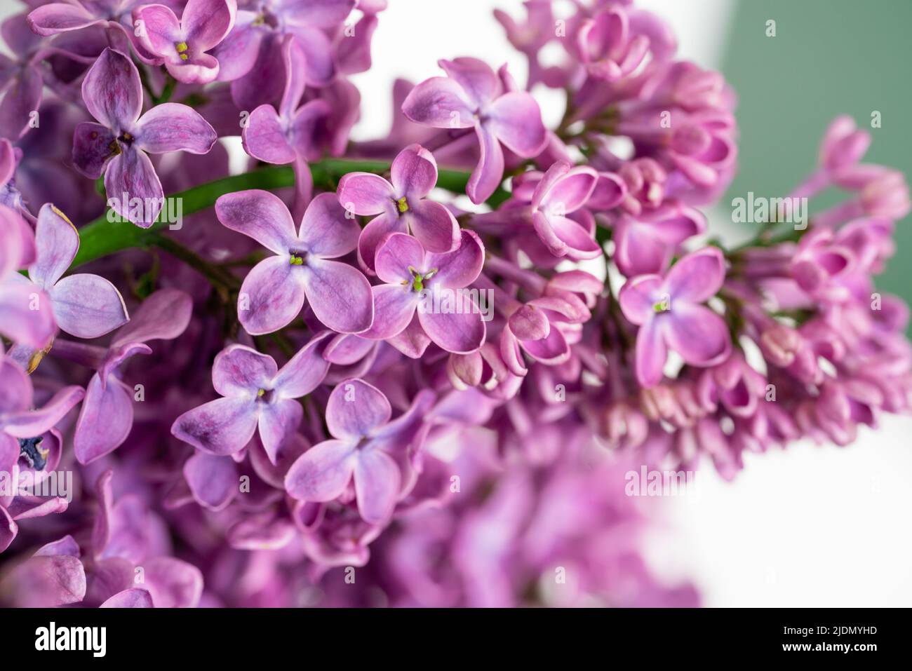 Purple lilac flowers blossom in garden, spring background Stock Photo ...