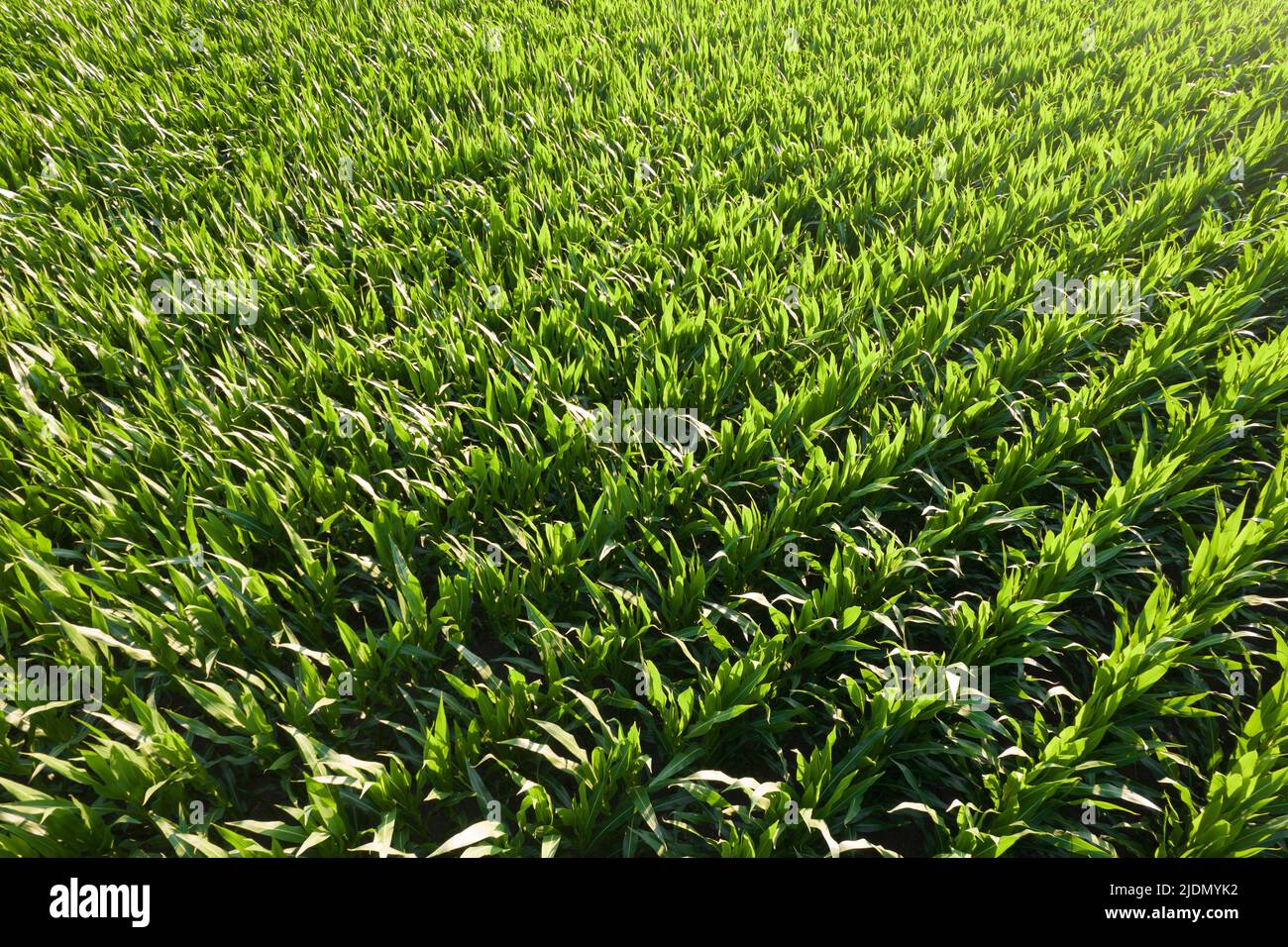Aerial photographic documentation of a corn field in full growth Stock ...