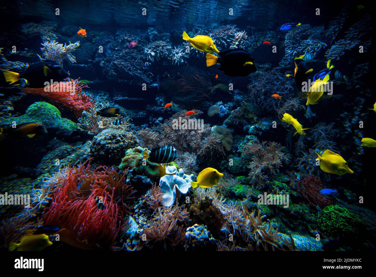Underwater sea world. Colorful tropical fish. Life in the coral reef ...