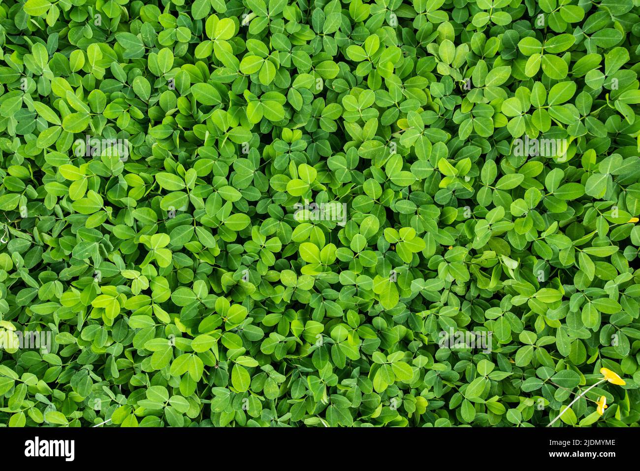 Fresh green leaves texture background Stock Photo - Alamy