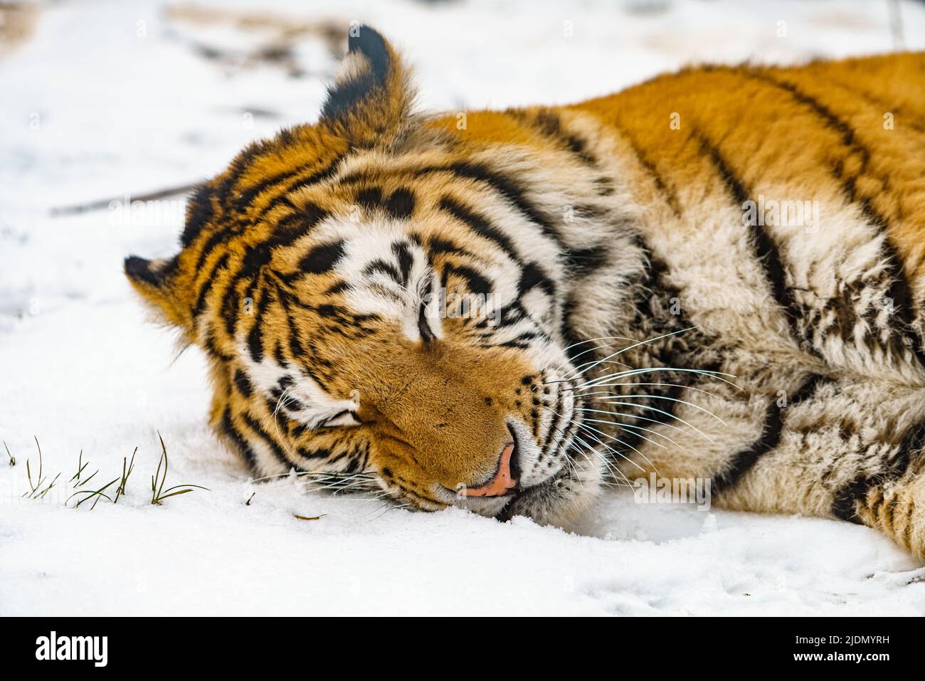 Tiger lying in the snow. Beautiful wild siberian tiger on snow Stock ...