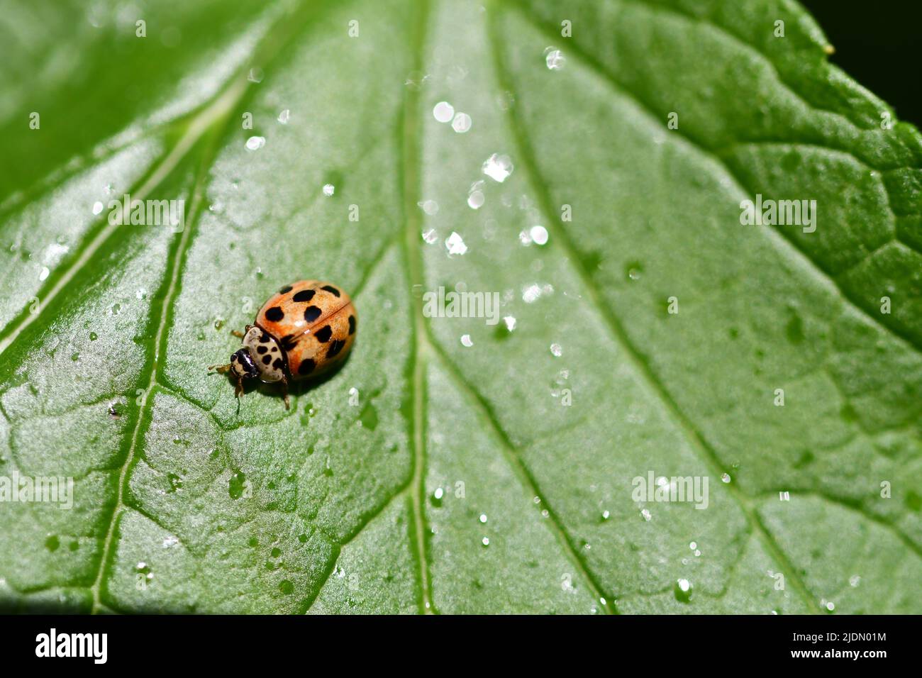 Ladybug, Ladybird, lady-beetle, Lady-cow, macro Stock Photo - Alamy