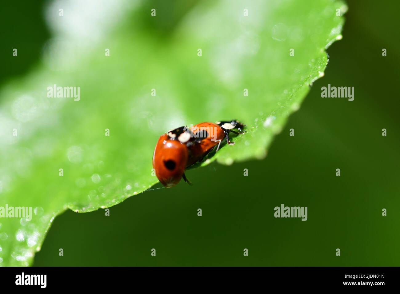 Ladybug, Ladybird, lady-beetle, Lady-cow, macro Stock Photo - Alamy