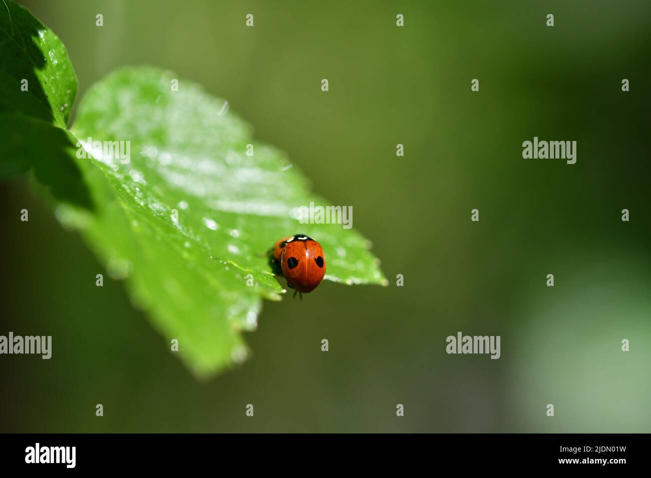 Ladybug, Ladybird, lady-beetle, Lady-cow, macro Stock Photo - Alamy