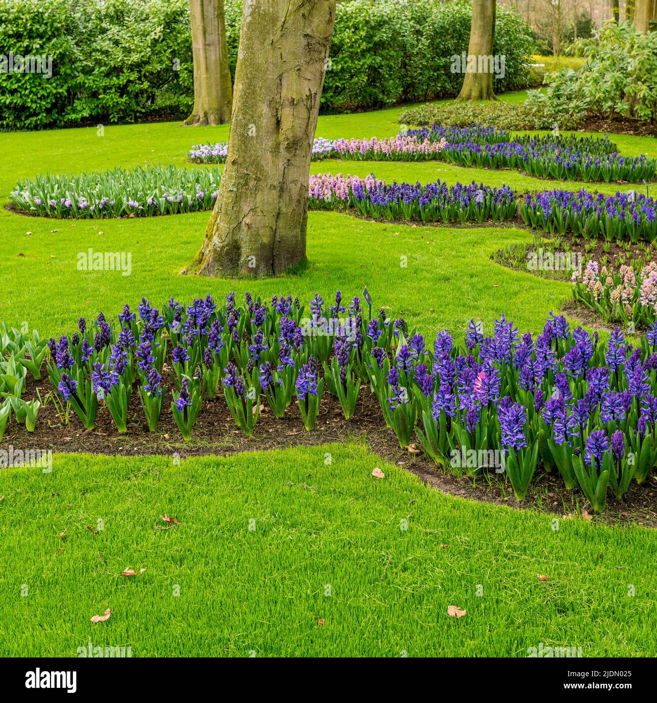 Formal spring garden. Flower Bed In Keukenhof Gardens Stock Photo - Alamy