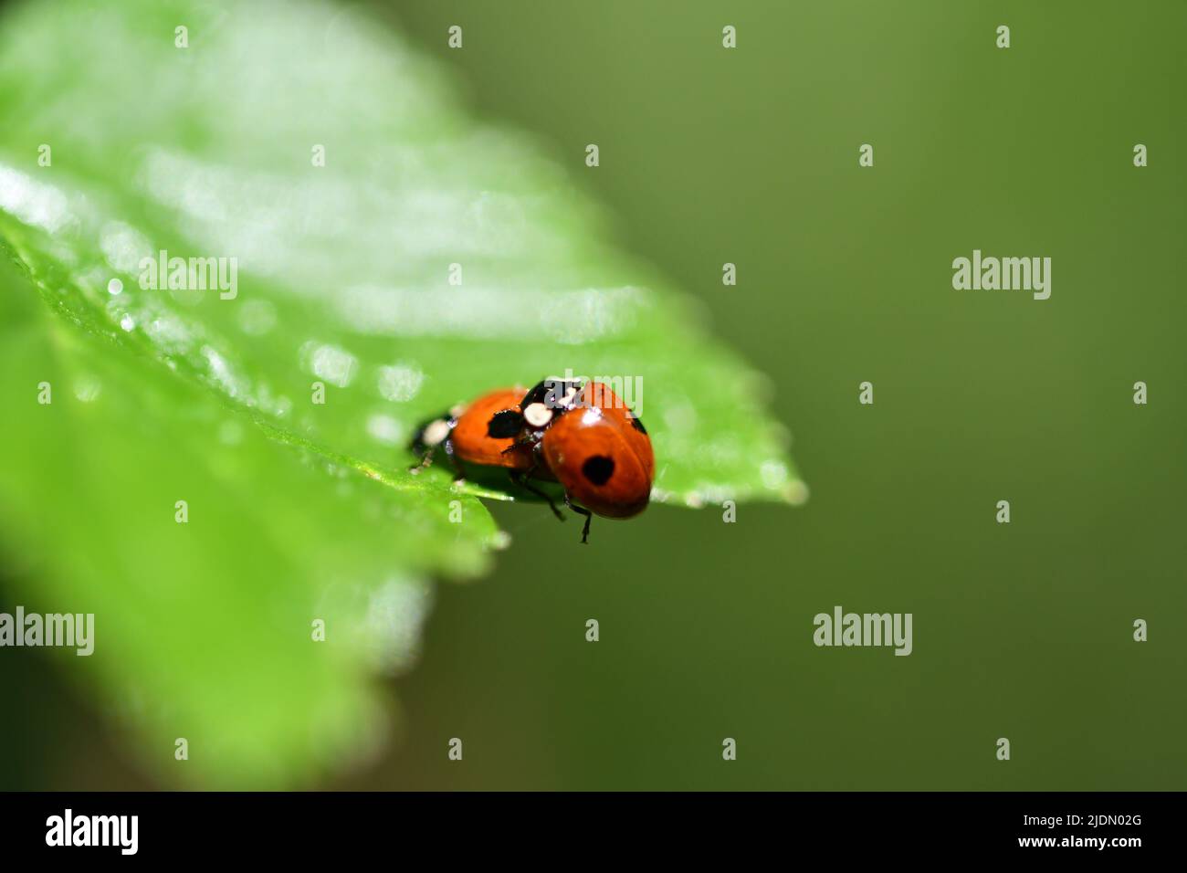 Lady cow insect hi-res stock photography and images - Alamy