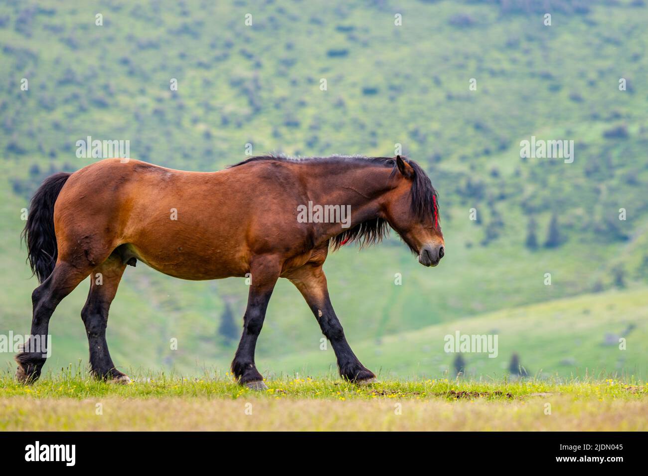 Carpathian pony hi-res stock photography and images - Alamy