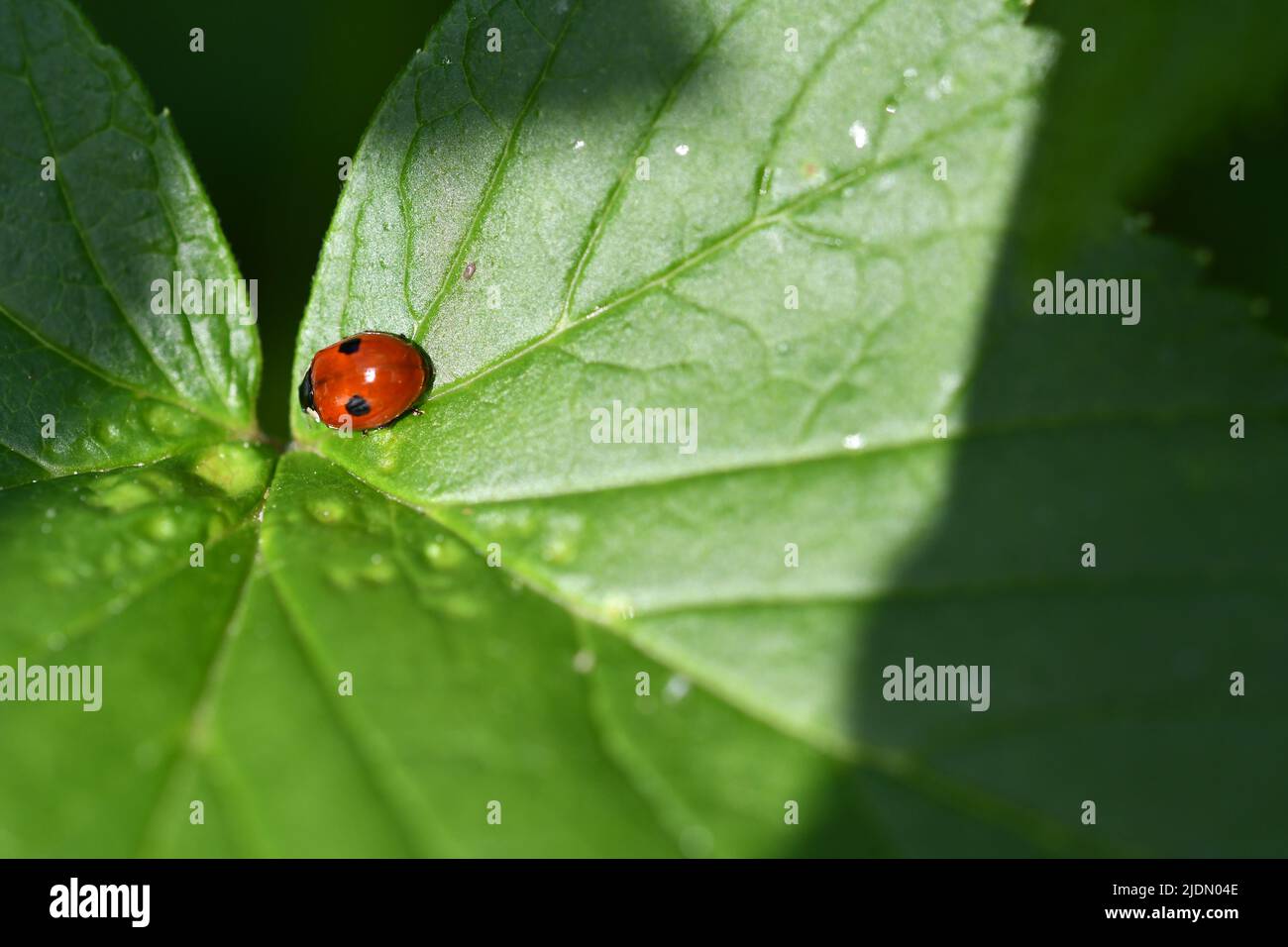 Ladybug, Ladybird, lady-beetle, Lady-cow, macro Stock Photo - Alamy