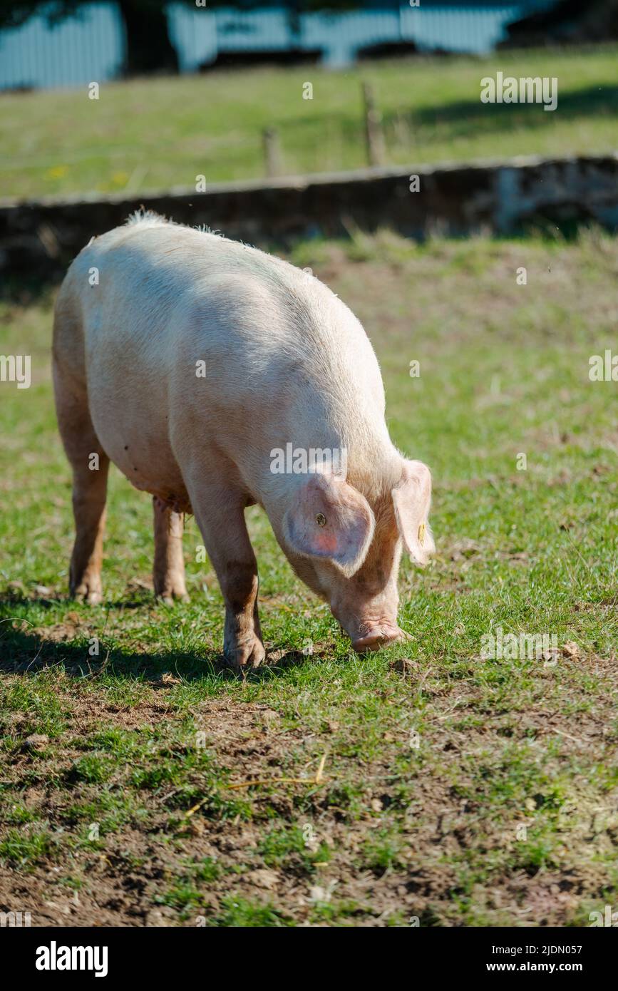 Pigs in field. Healthy pig on meadow Stock Photo - Alamy