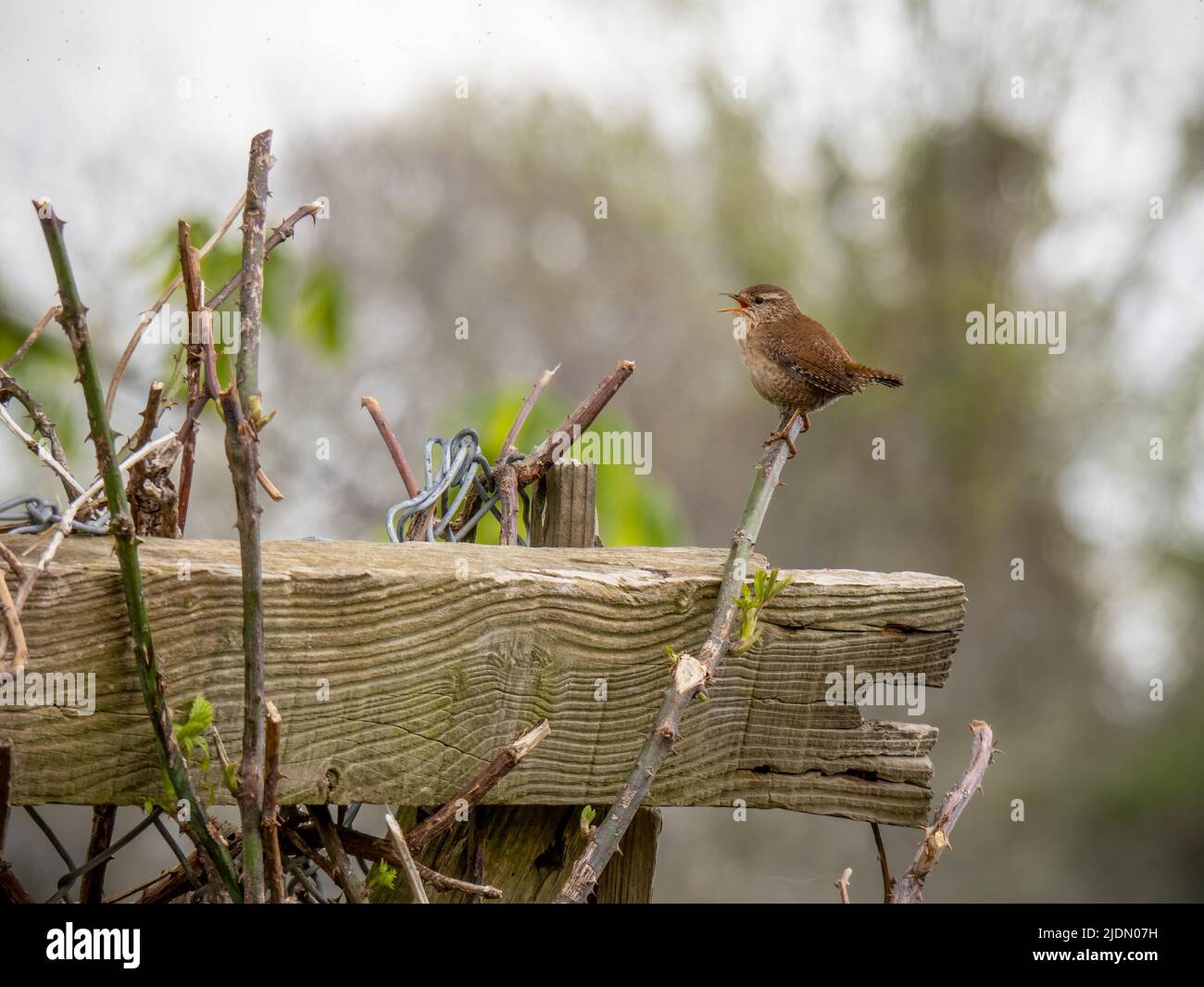 Dead twig hi-res stock photography and images - Alamy