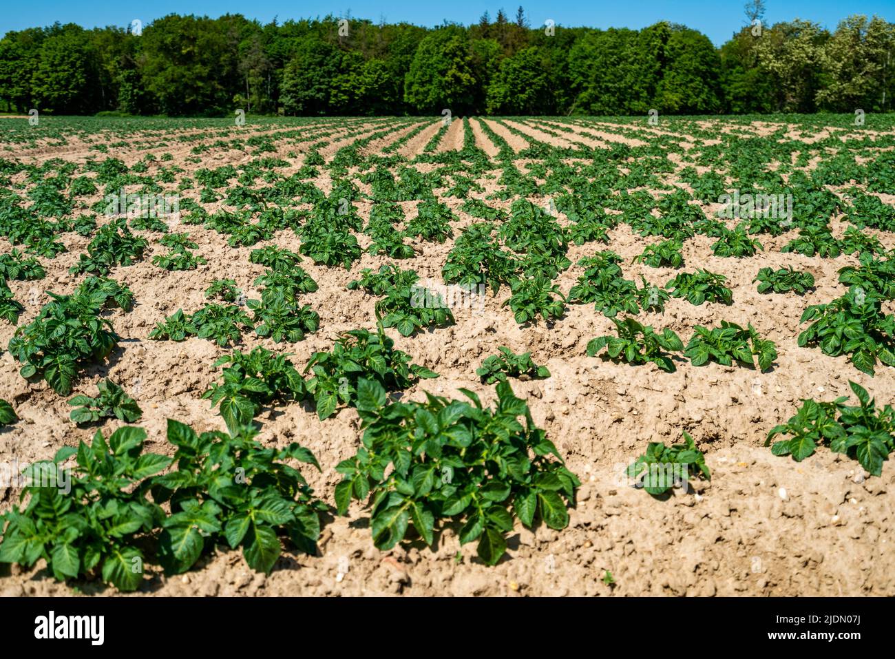 Green field of potato crops in a row Stock Photo - Alamy