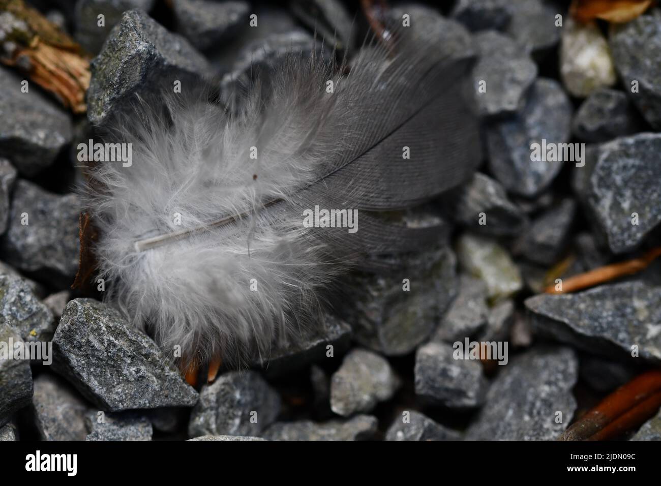 Down feathers hi-res stock photography and images - Alamy