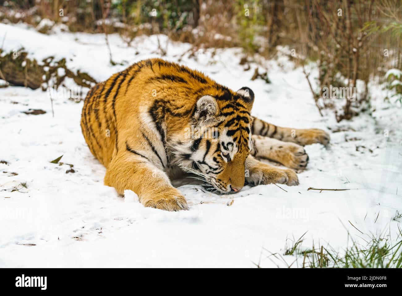 Tiger lying in the snow. Beautiful wild siberian tiger on snow Stock ...