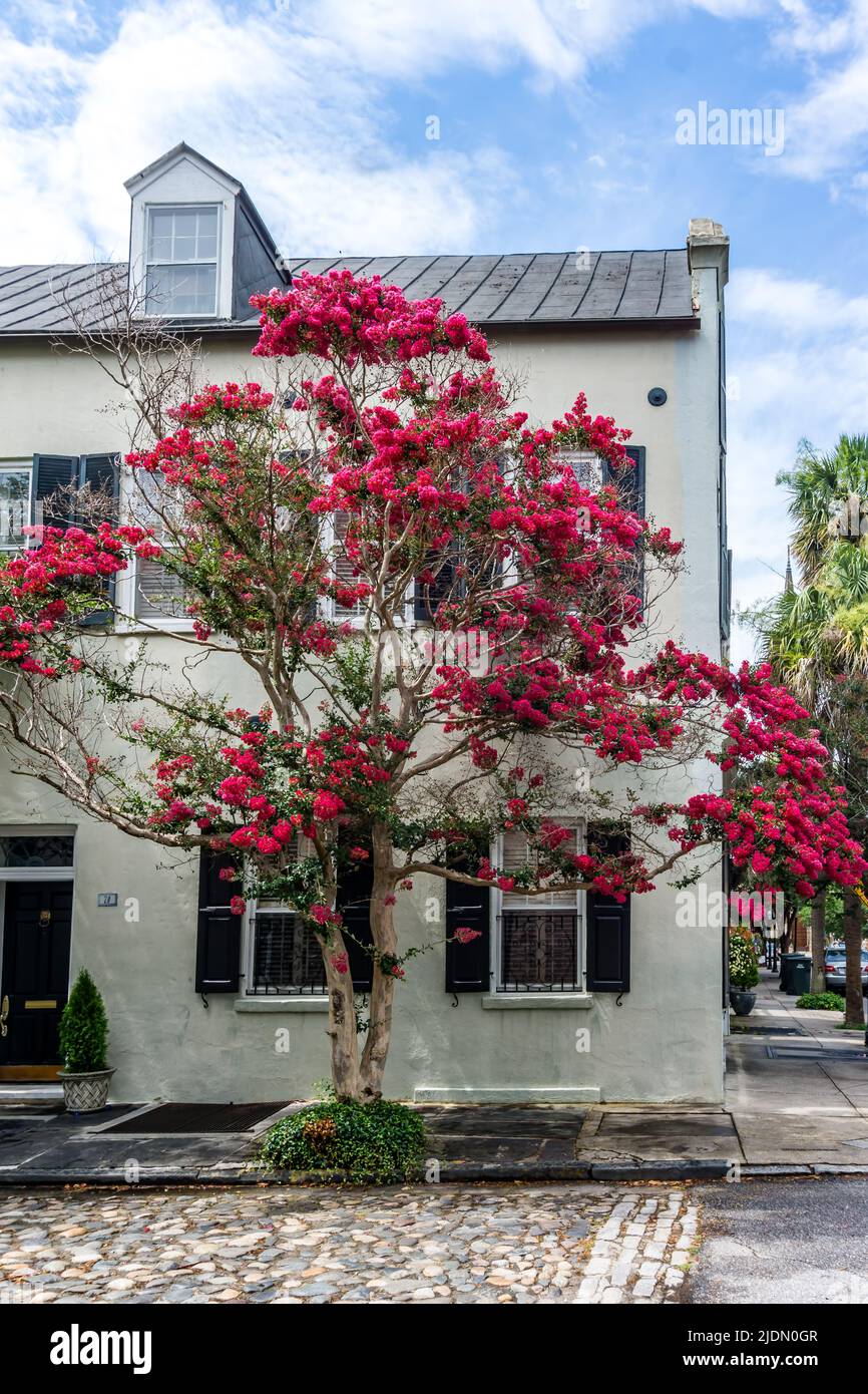 A blooming Crepe Myrtle tree in Charleston, South Carolina Stock Photo ...