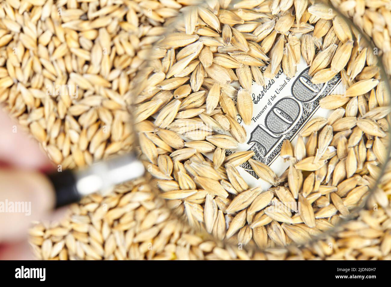 Close-up of one hundred dollar bill in unpeeled barley grains through a magnifying glass Stock ...