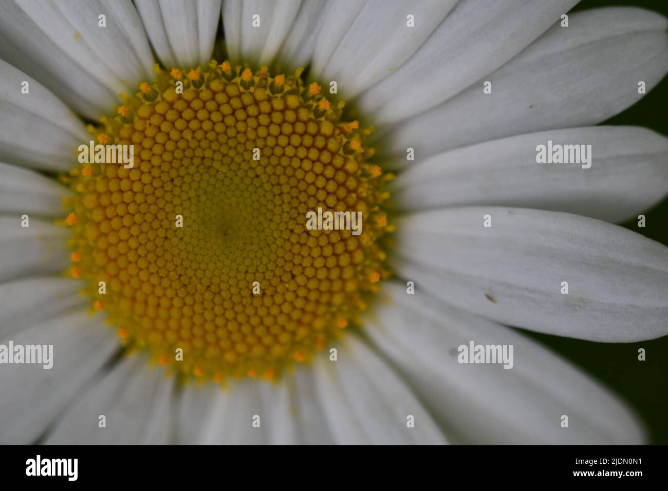 Pictures of daisy flowers hi-res stock photography and images - Alamy
