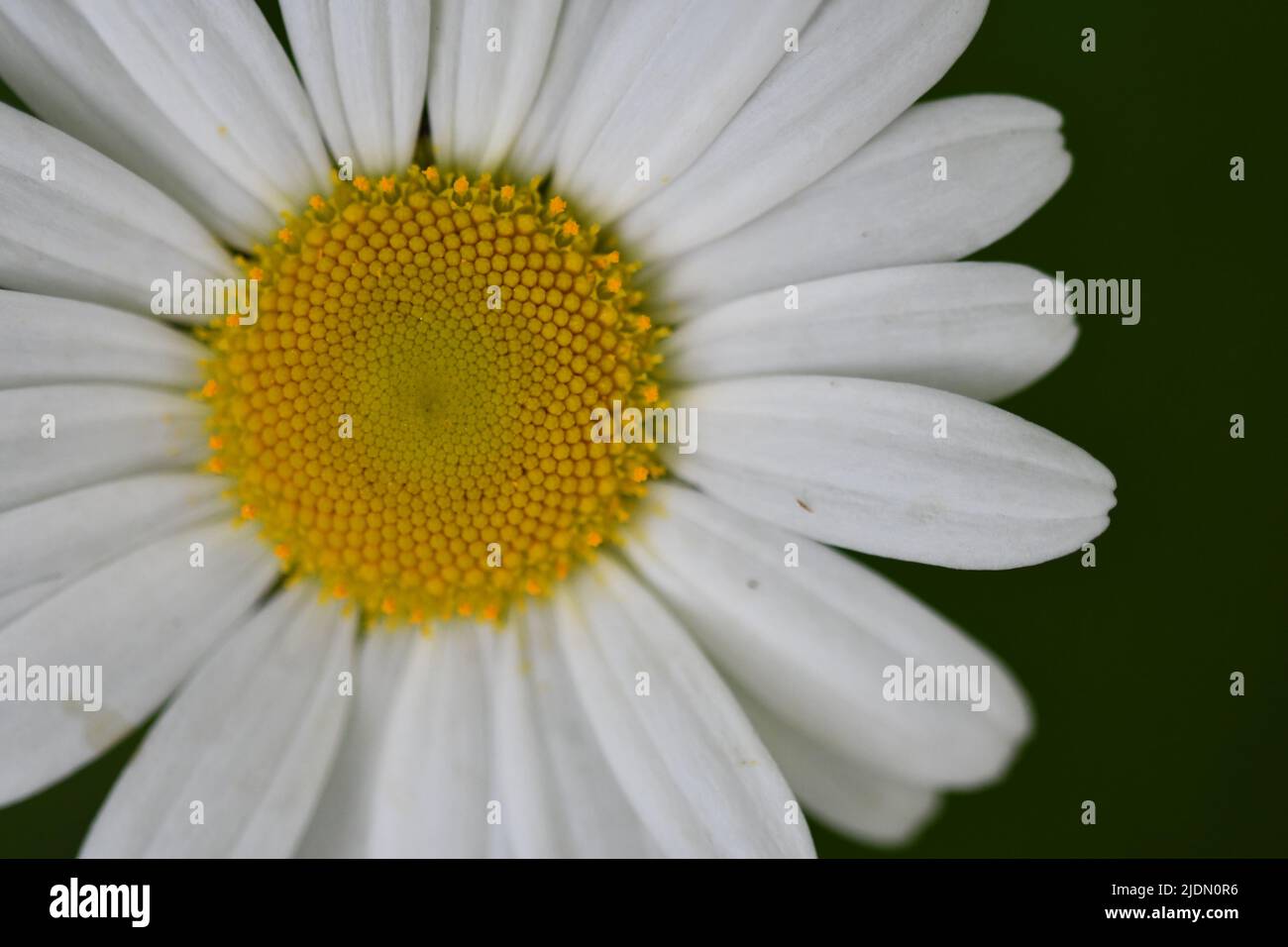 Daisy macro hi-res stock photography and images - Alamy