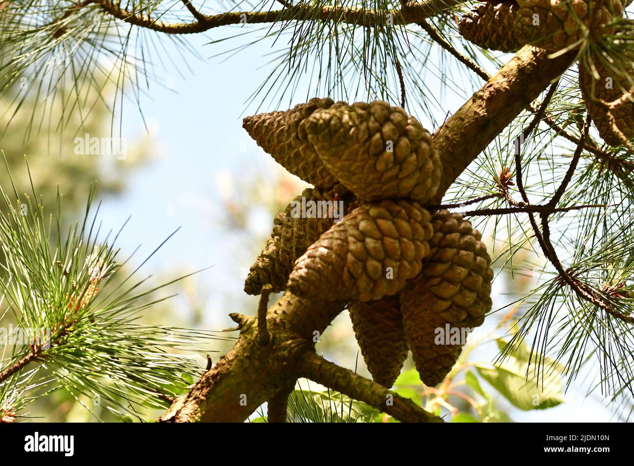 Pine cone macro photography hi-res stock photography and images - Alamy