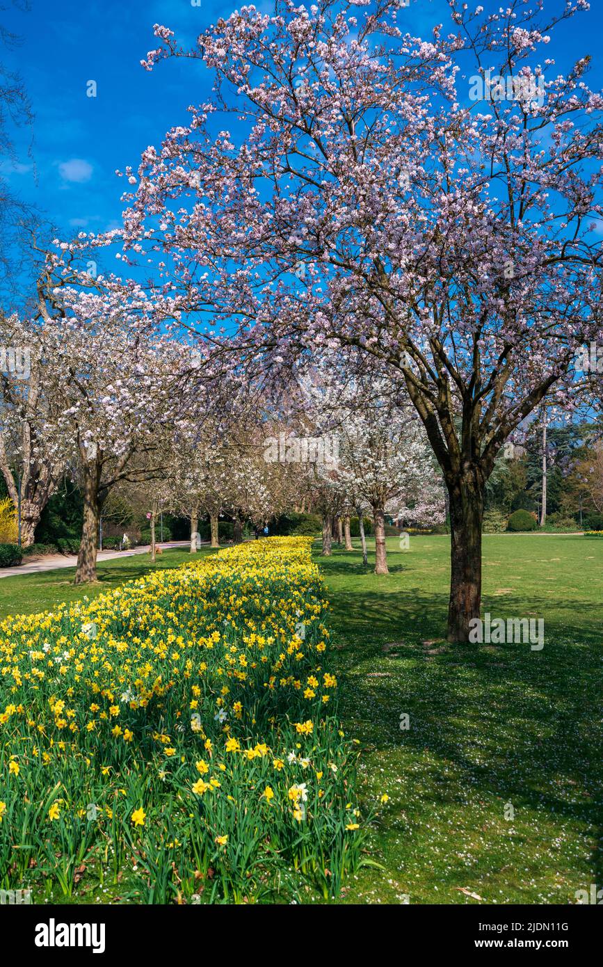 Cherry Blossom Garden scenery in spring. garden blossoming on sunny ...