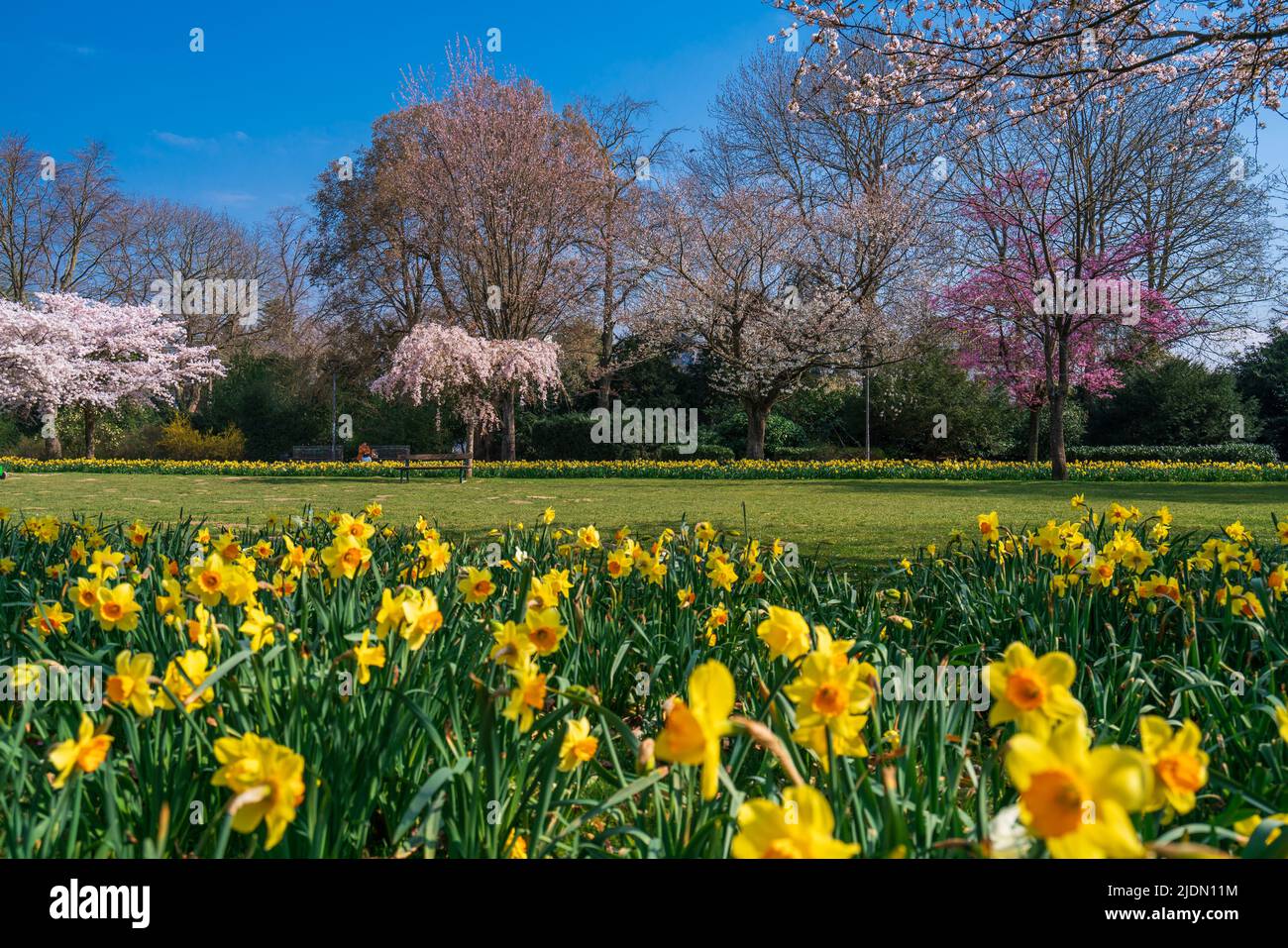Cherry Blossom Garden scenery in spring. garden blossoming on sunny ...