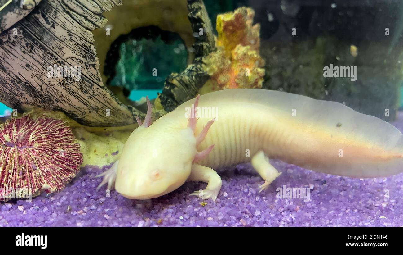 Image axolotl hi-res stock photography and images - Alamy