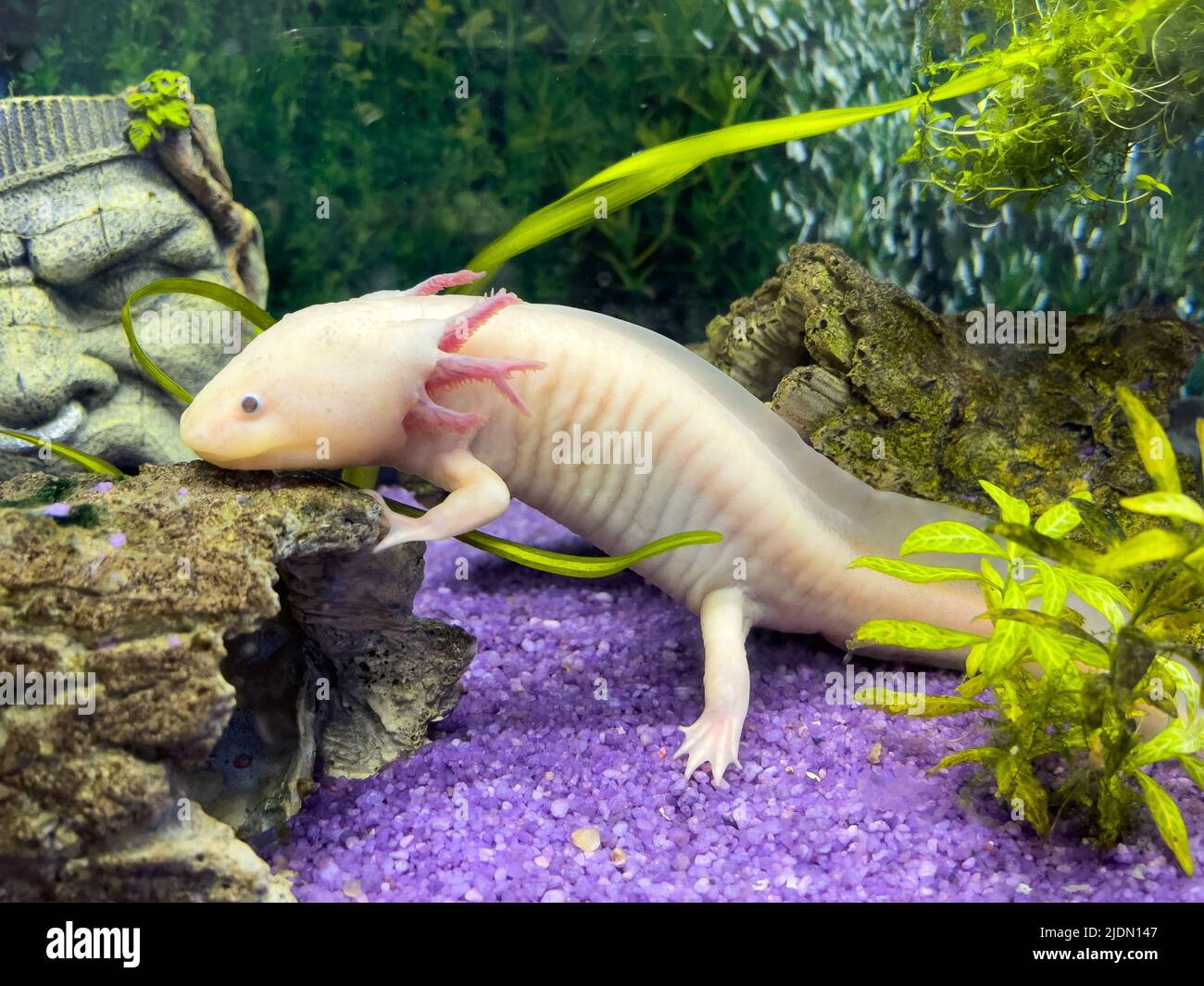 Axolotl hi-res stock photography and images - Alamy