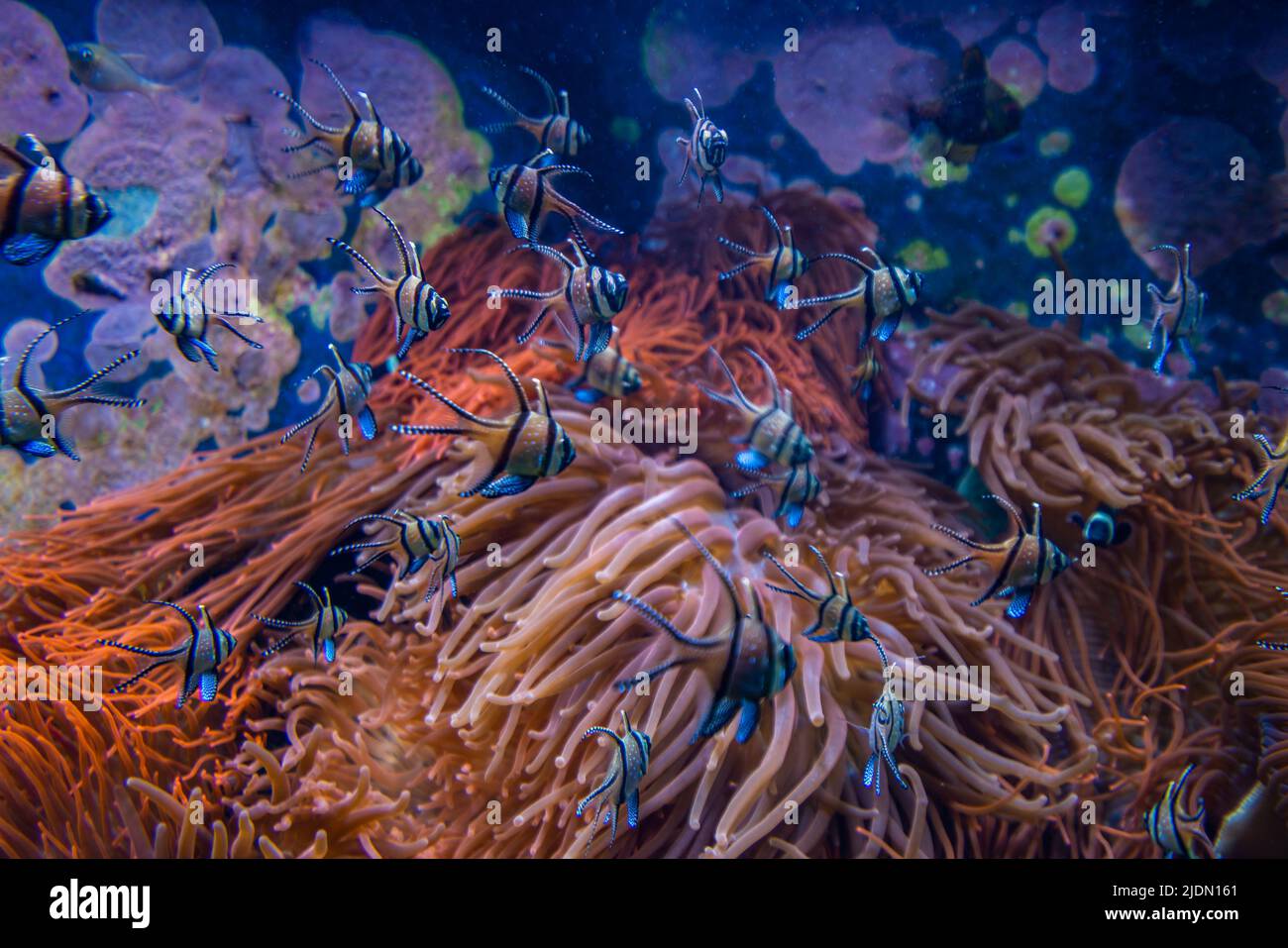 Underwater scene. Coral reef, fish groups in clear ocean water Stock ...
