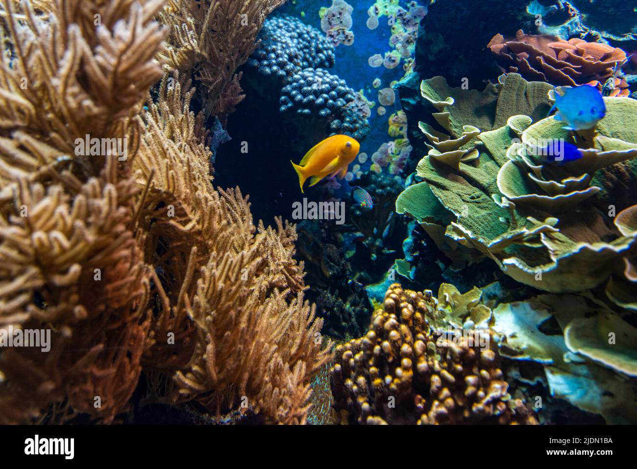 Underwater scene. Coral reef, fish groups in clear ocean water Stock ...