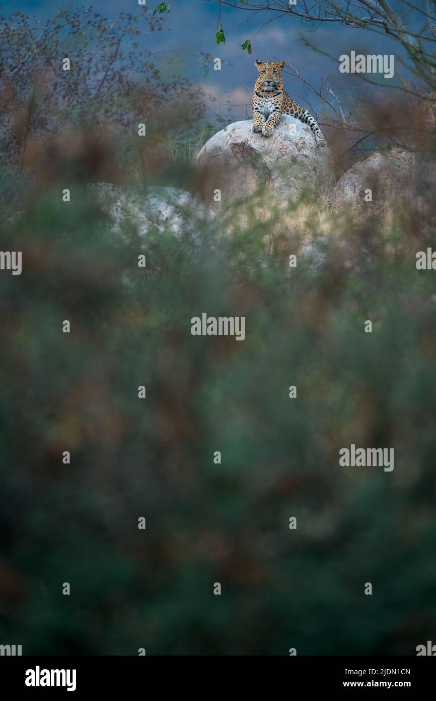 Indian leopard sitting on a boulder within hills at Jhalana leopard ...