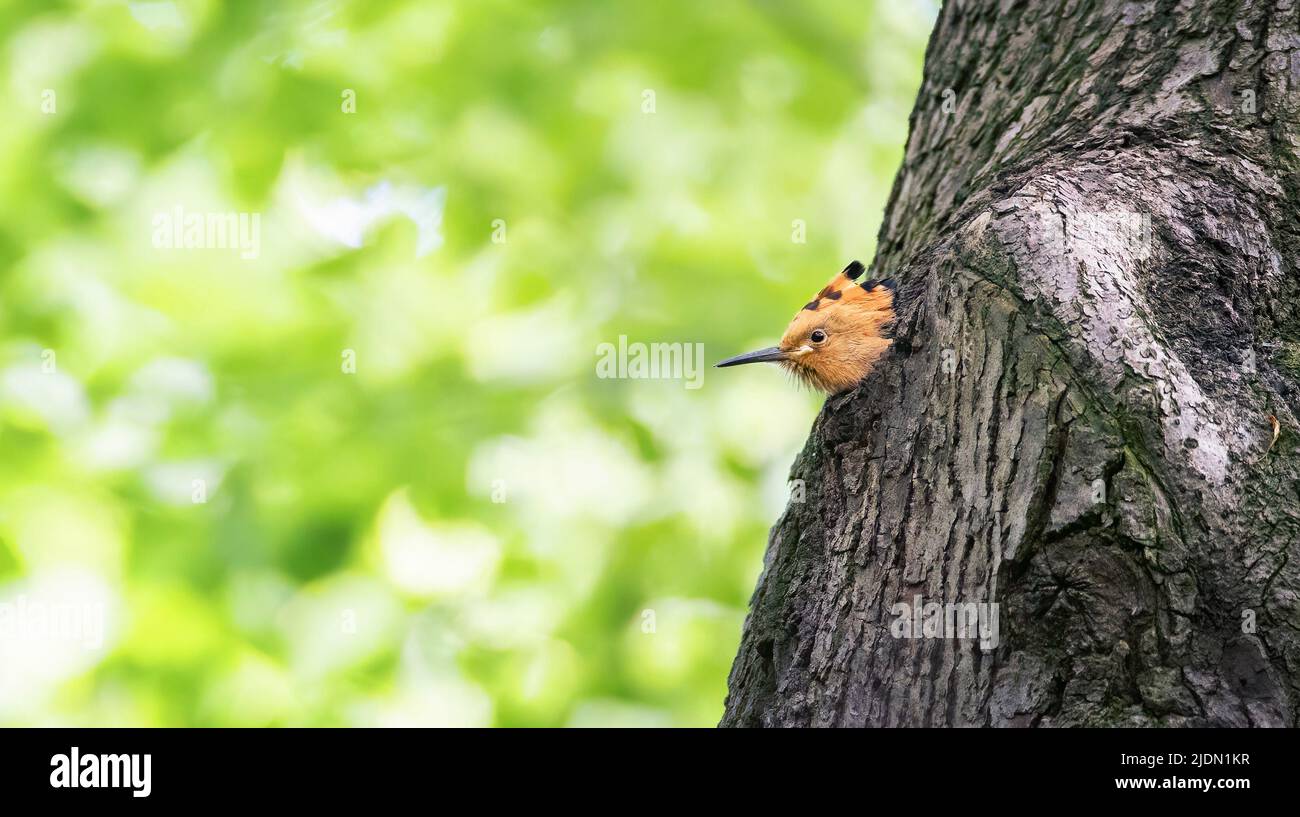 Crested Hoopoe Upupa epops hungry chick looks at the arrival of parents ...