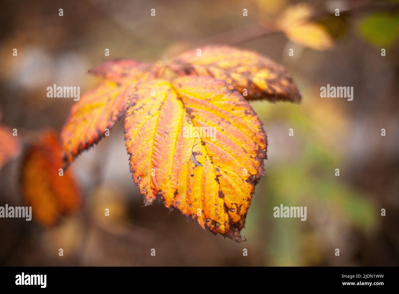 Nature in forest. Plants in autumn. Faded colors in swamp Stock Photo ...