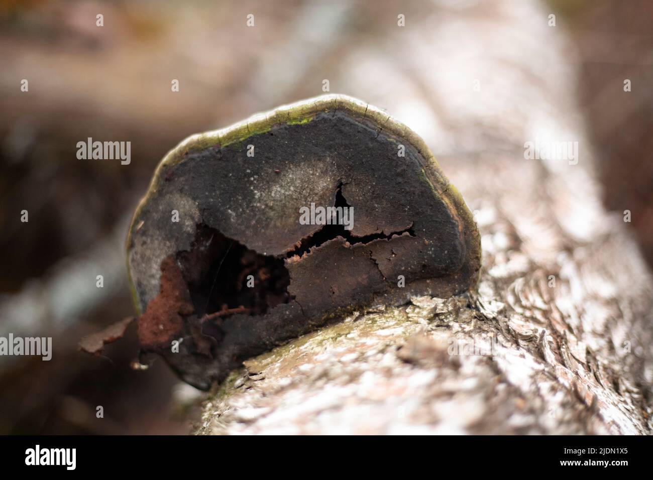 Nature in forest. Plants in autumn. Faded colors in swamp Stock Photo ...