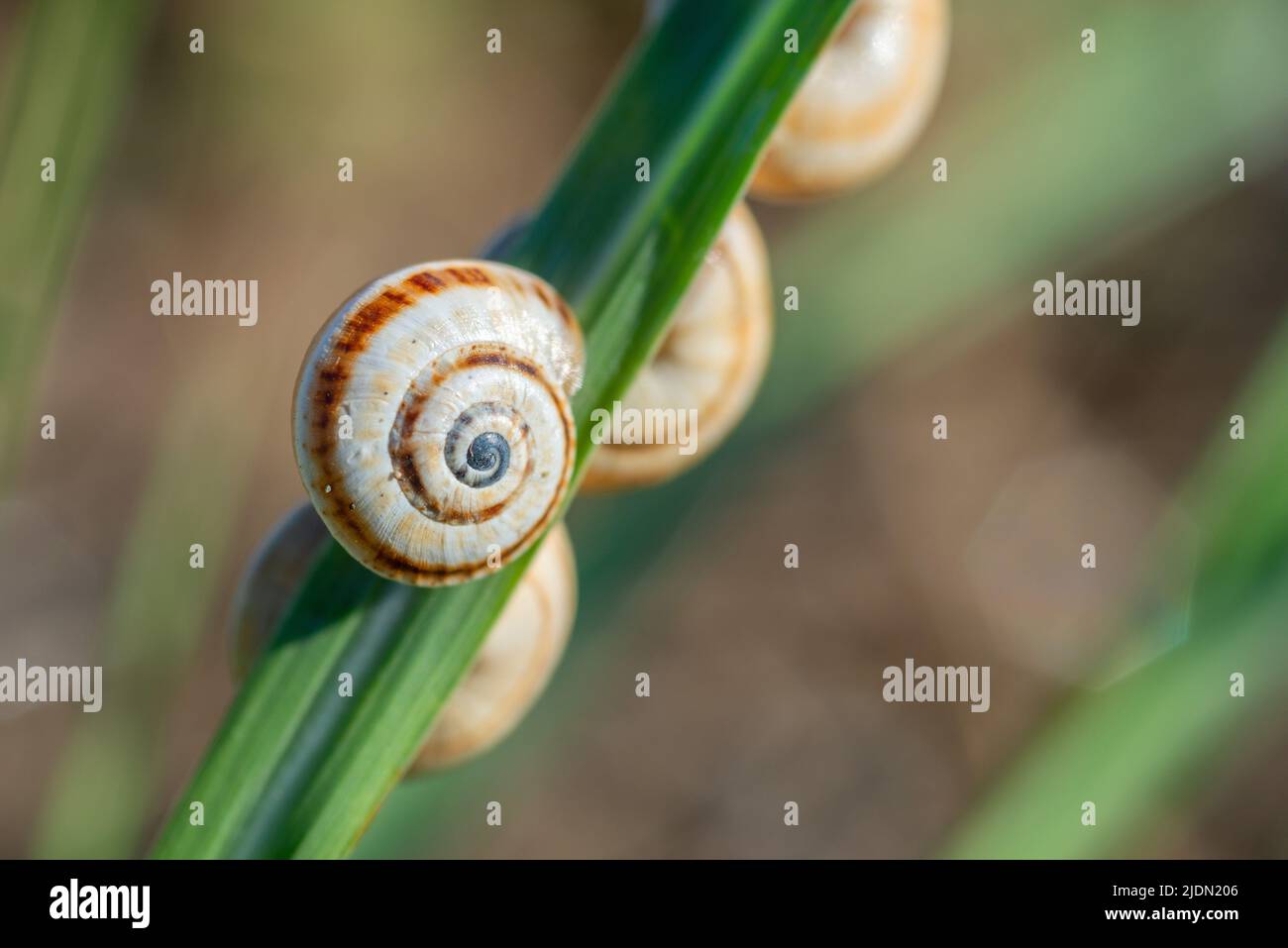 Helix mode hi-res stock photography and images - Alamy