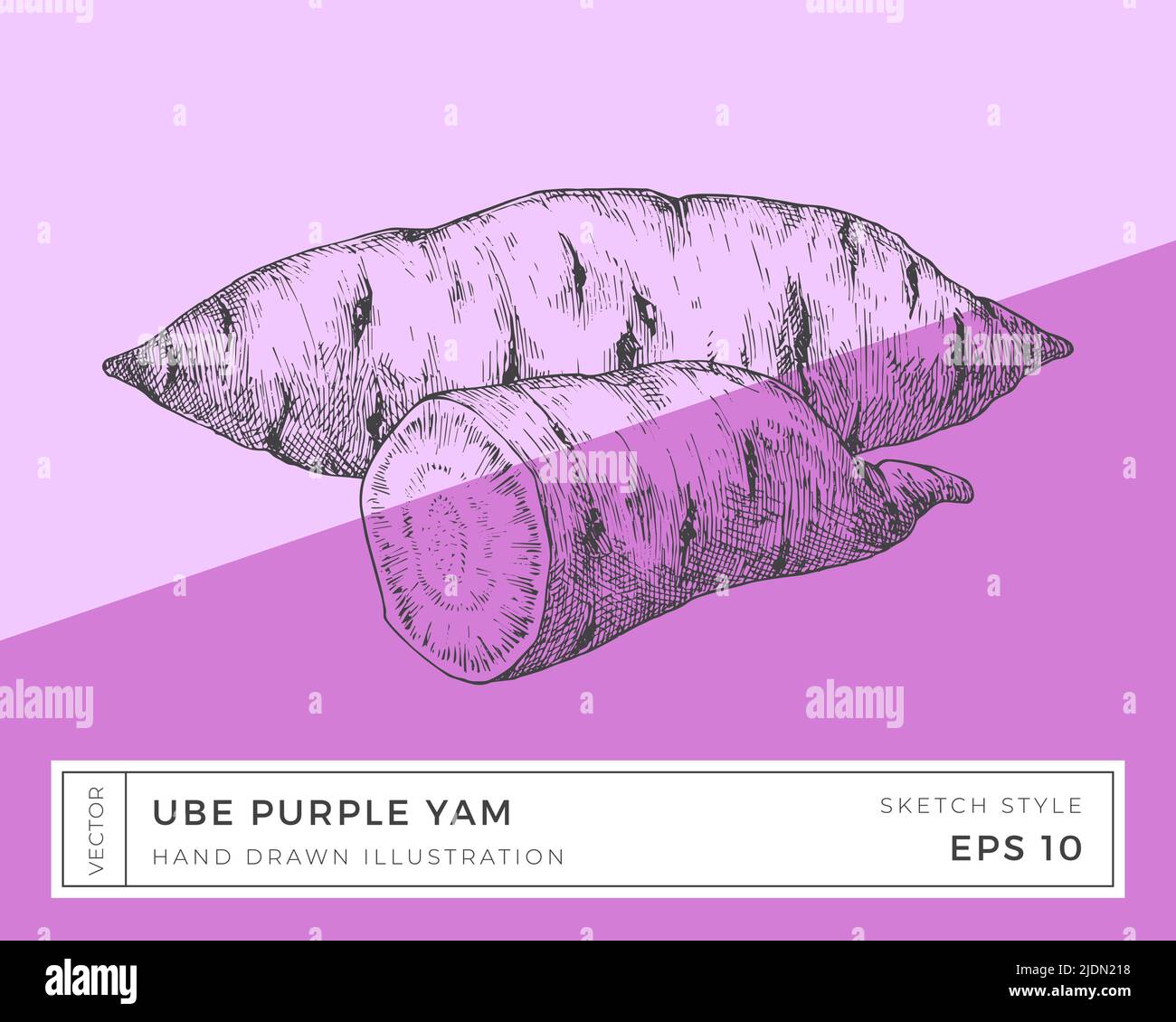 Hand Drawn Vector Purple Yam Ube Vegetable Root Illustration. Vegan ...