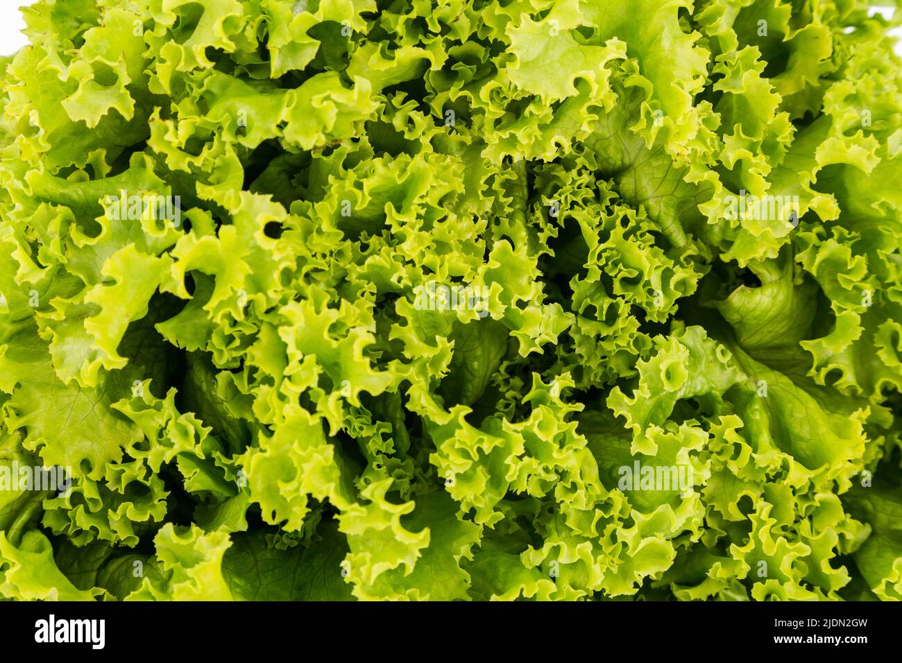 Crisp lettuce on white background Stock Photo - Alamy
