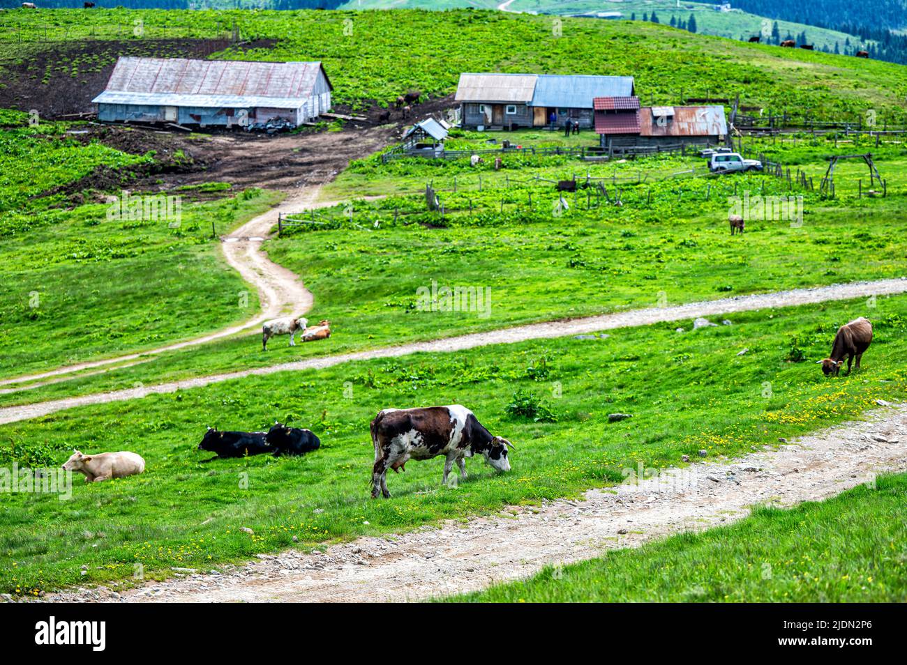 An old style cattle farm in the mountains. Maramures Mountains ...
