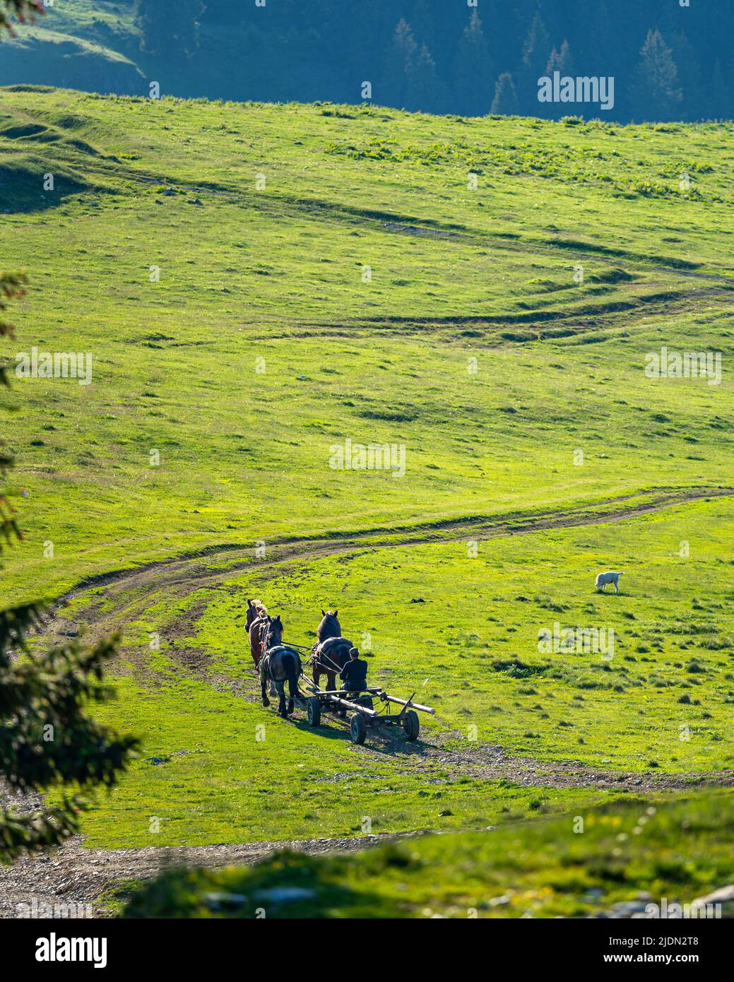 A farmer riding on a cart pulled by the horses. Rodna Mountains ...
