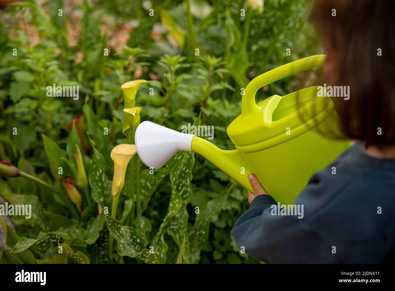 Pouring water to flowers hi-res stock photography and images - Alamy